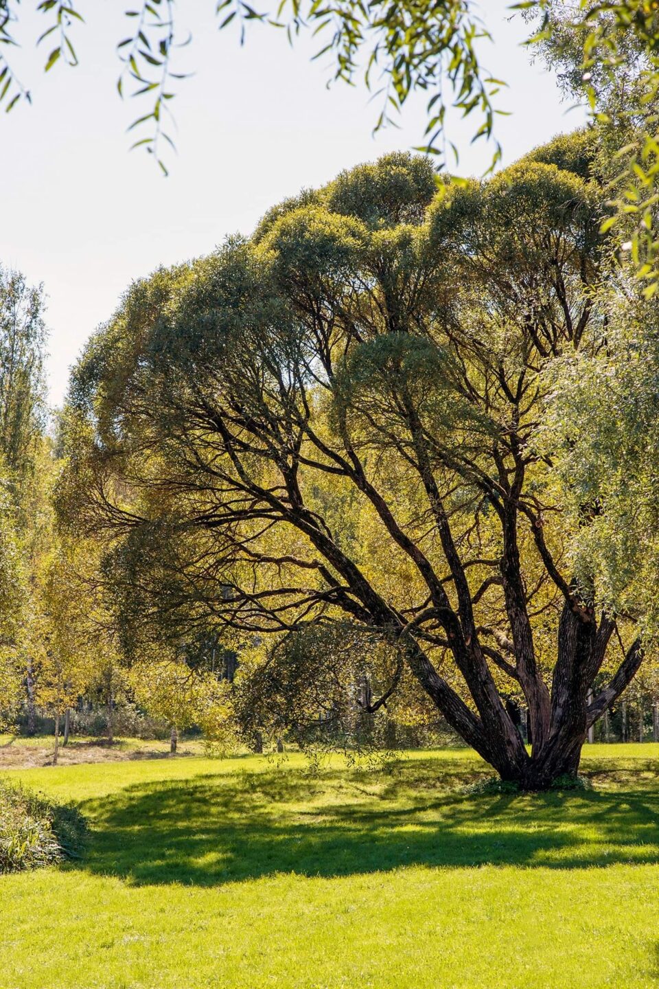Trees Around Lake Arbi - Visit Elva